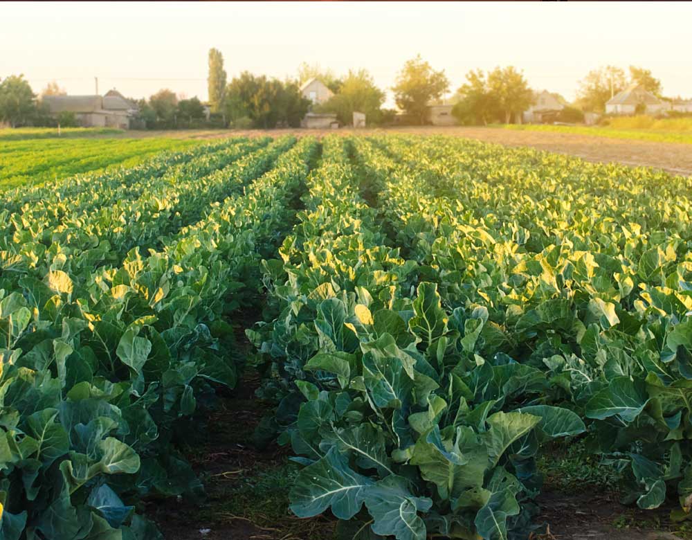 Powergen Solutions - Baudouin